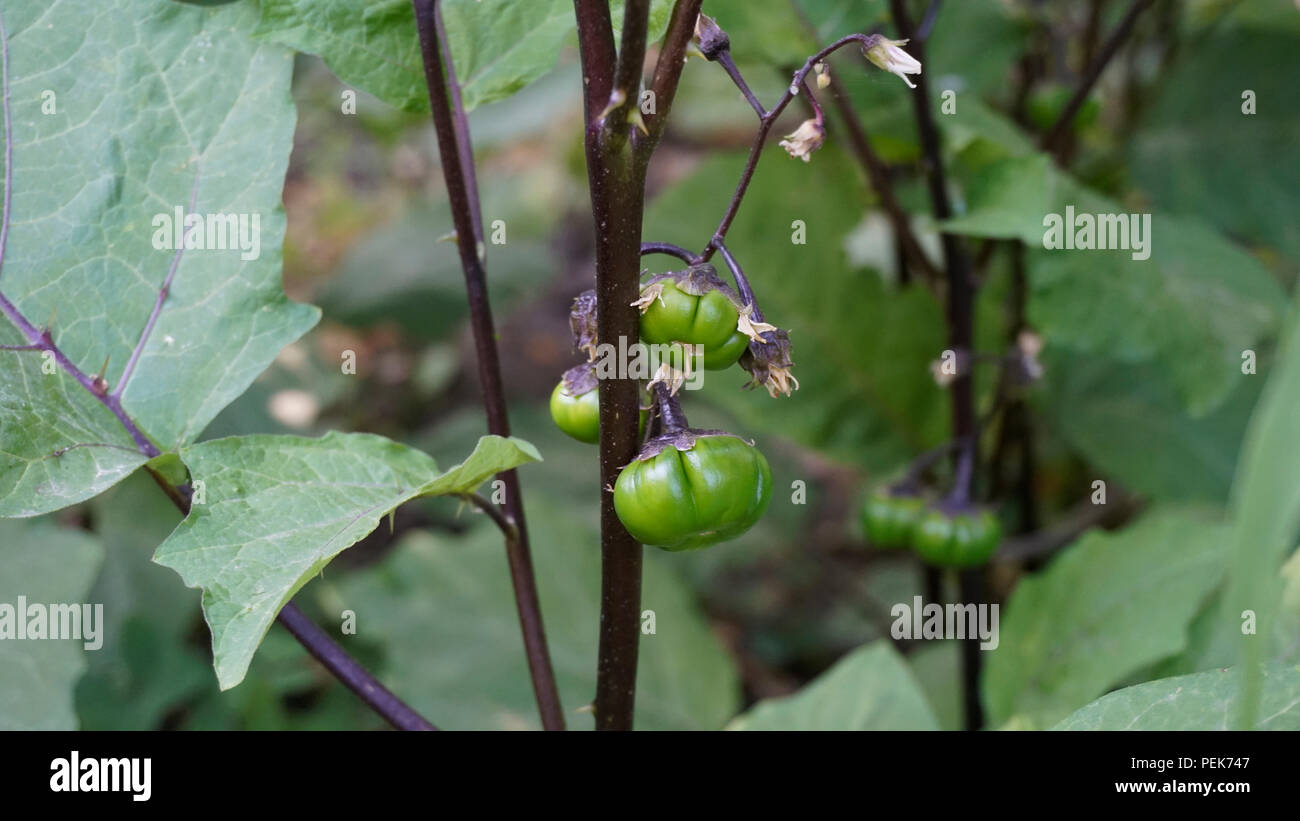 Eggplant Red Ruffled 2 Stock Photo - Alamy