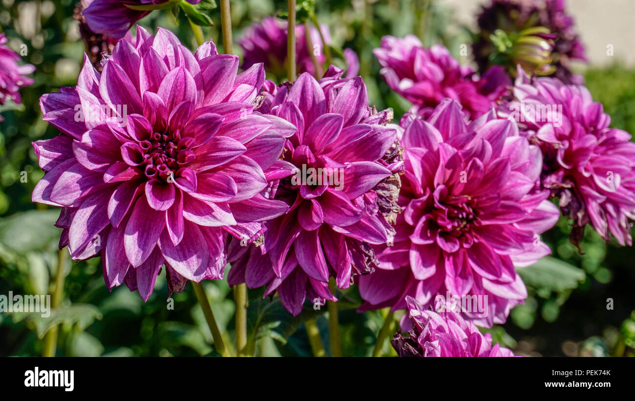Dahlia Blue Bell closeup 1 Stock Photo - Alamy