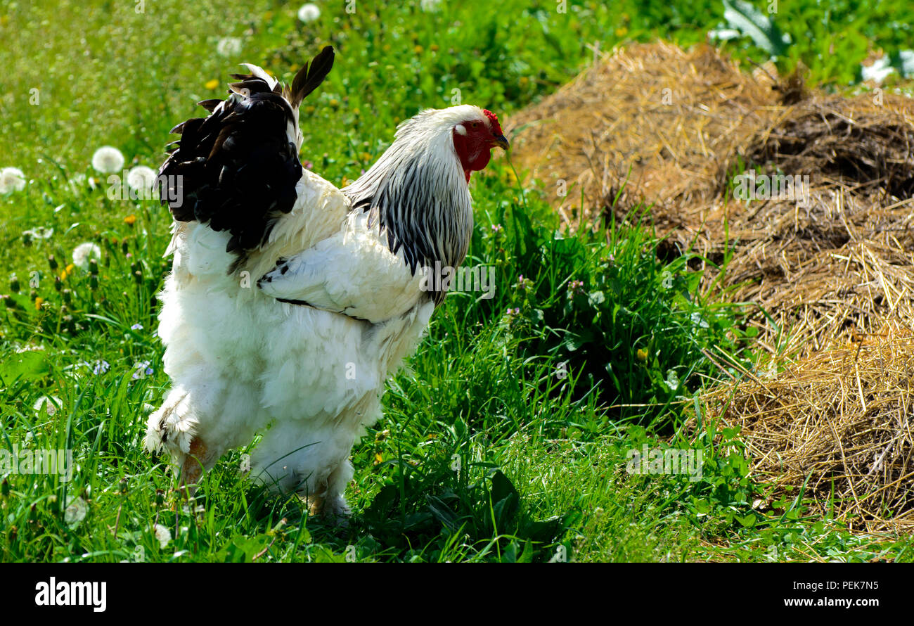 A very large Brahma chicken with an arco red comb on its head and black ...
