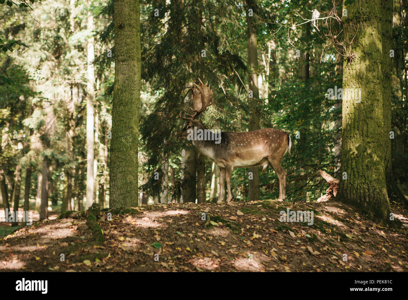Wild deer in the forest. Animal in a natural habitat Stock Photo - Alamy