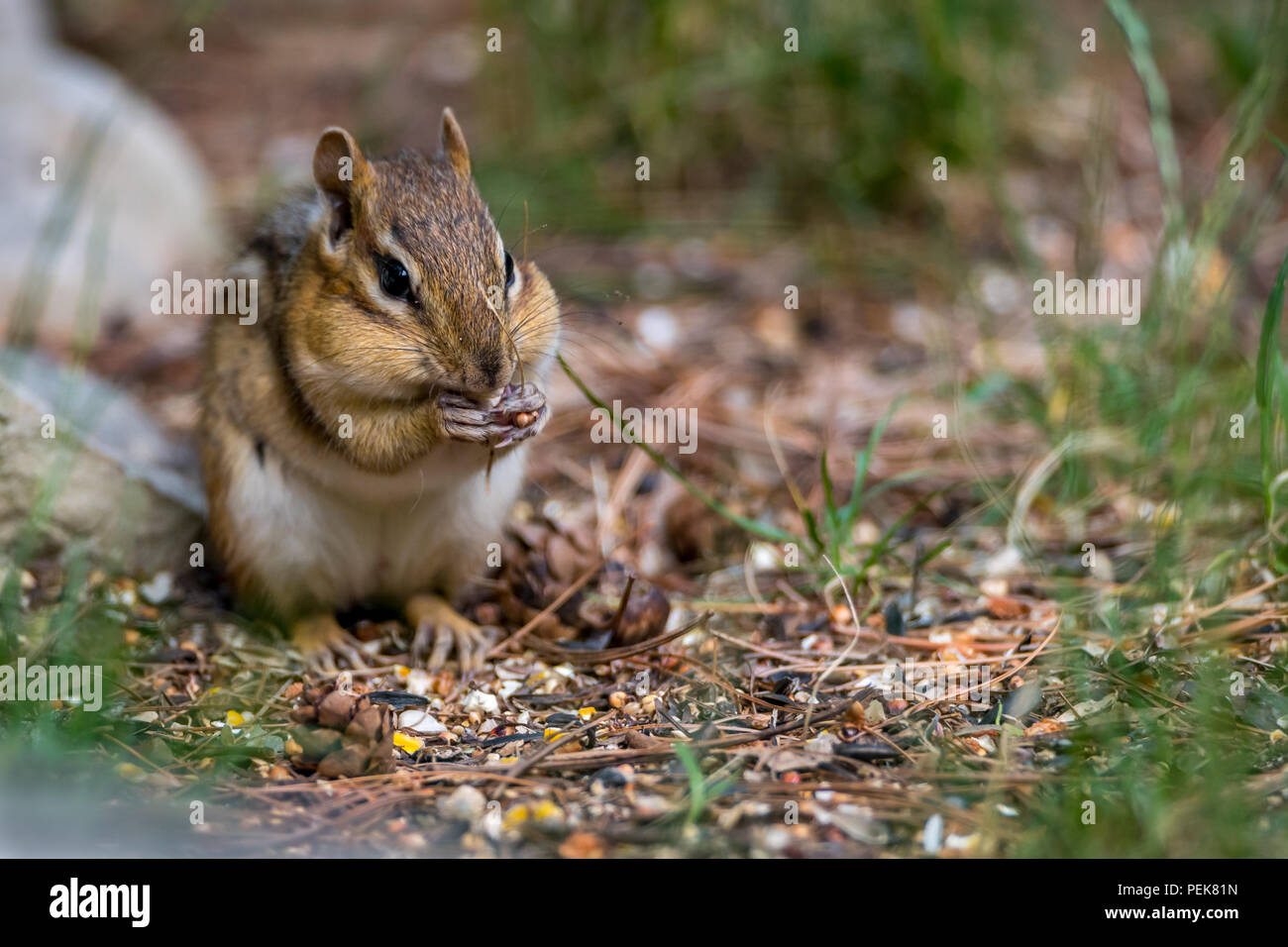 An Eastern Chipmunk (Tamias striatus) standing on hind feet and eating ...