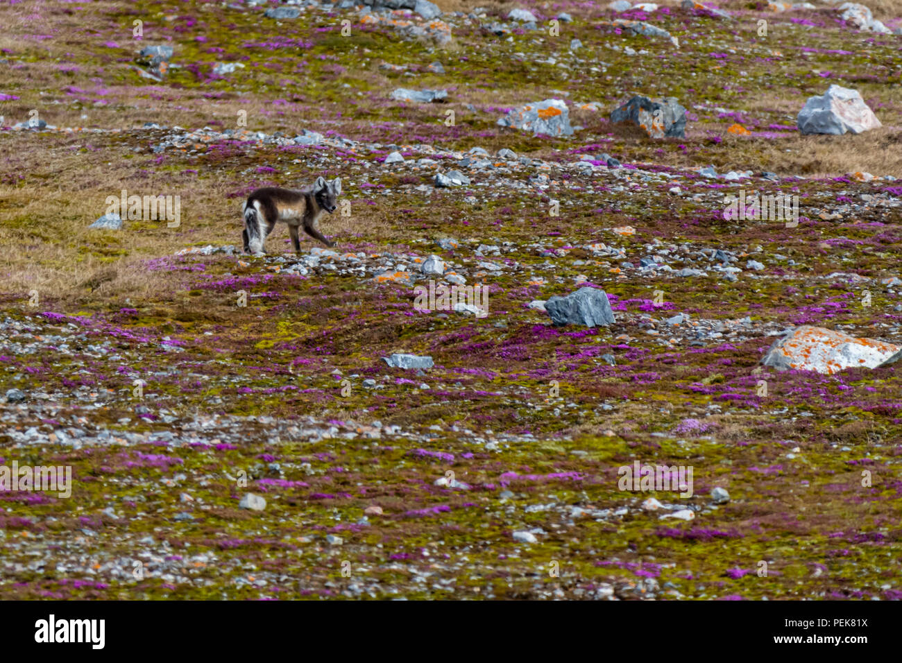 Vulpes lagopus arctic fox hi-res stock photography and images - Alamy