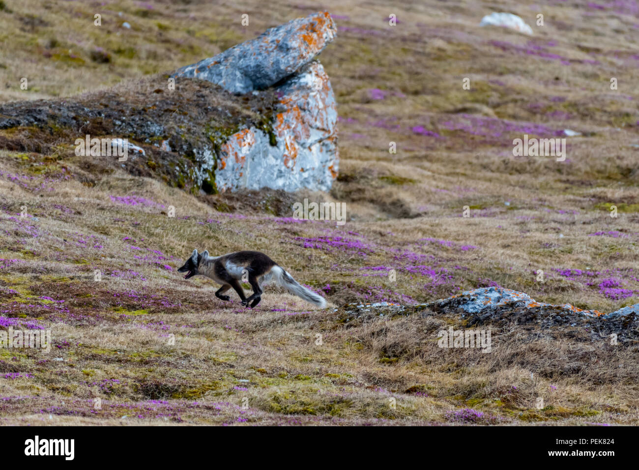 Arctic Fox (Vulpes lagopus) in summer coat running rhrough Purple ...