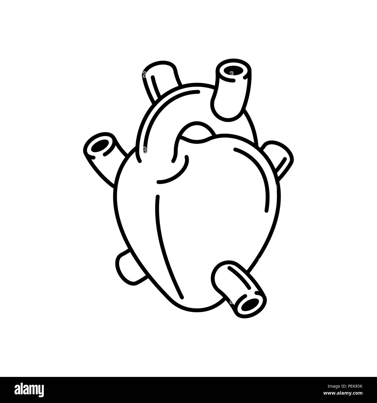 Heart Anatomy organ linear style isolated. Vector illustration Stock ...