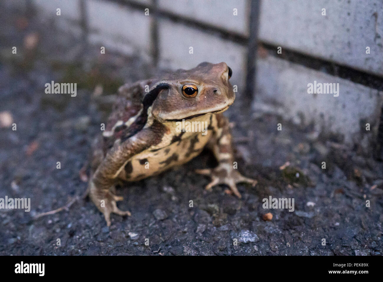 Japanese common toad ( Bufo japonicus ) , on the road in residential ...