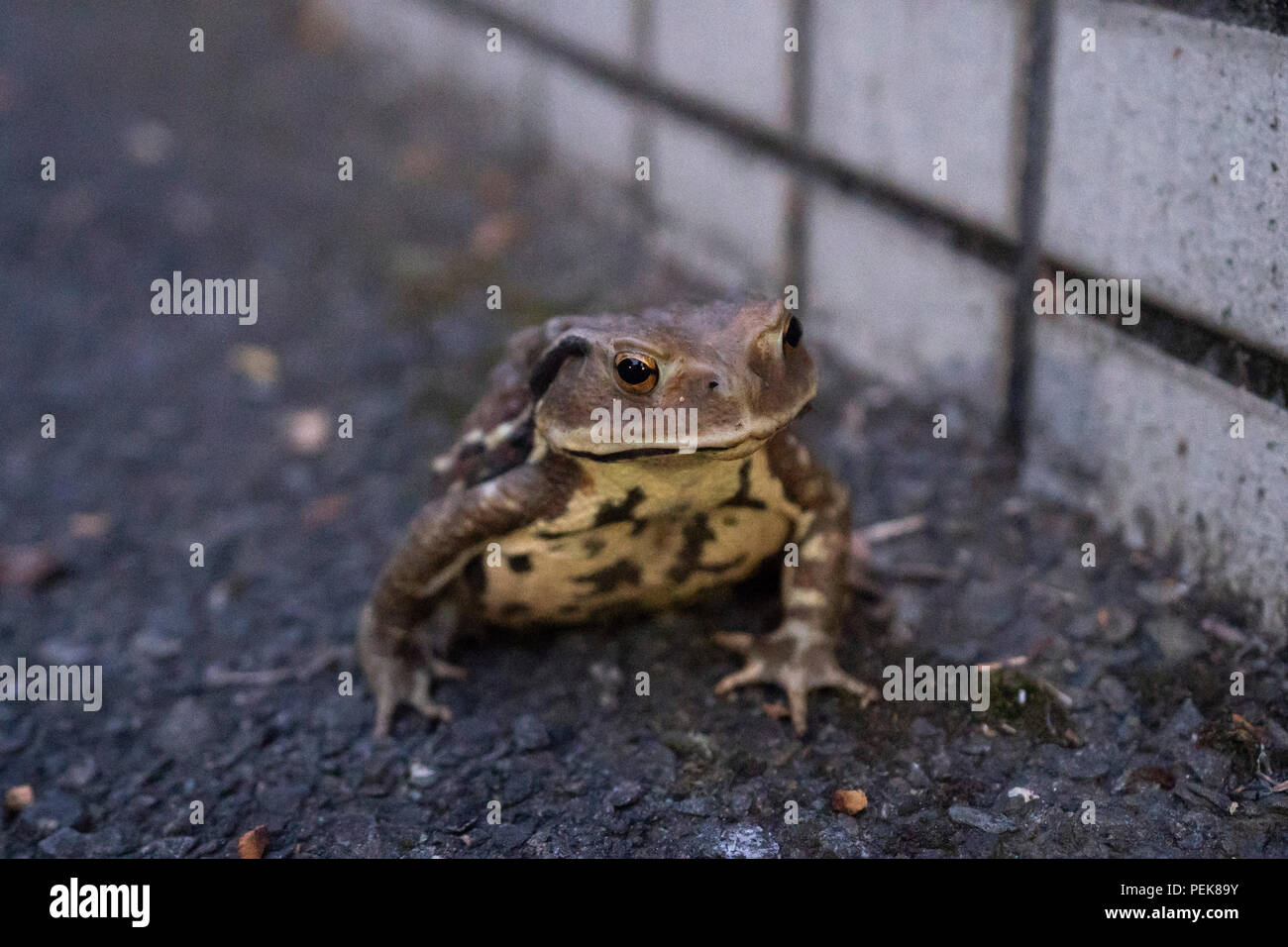Japanese common toad ( Bufo japonicus ) , on the road in residential ...