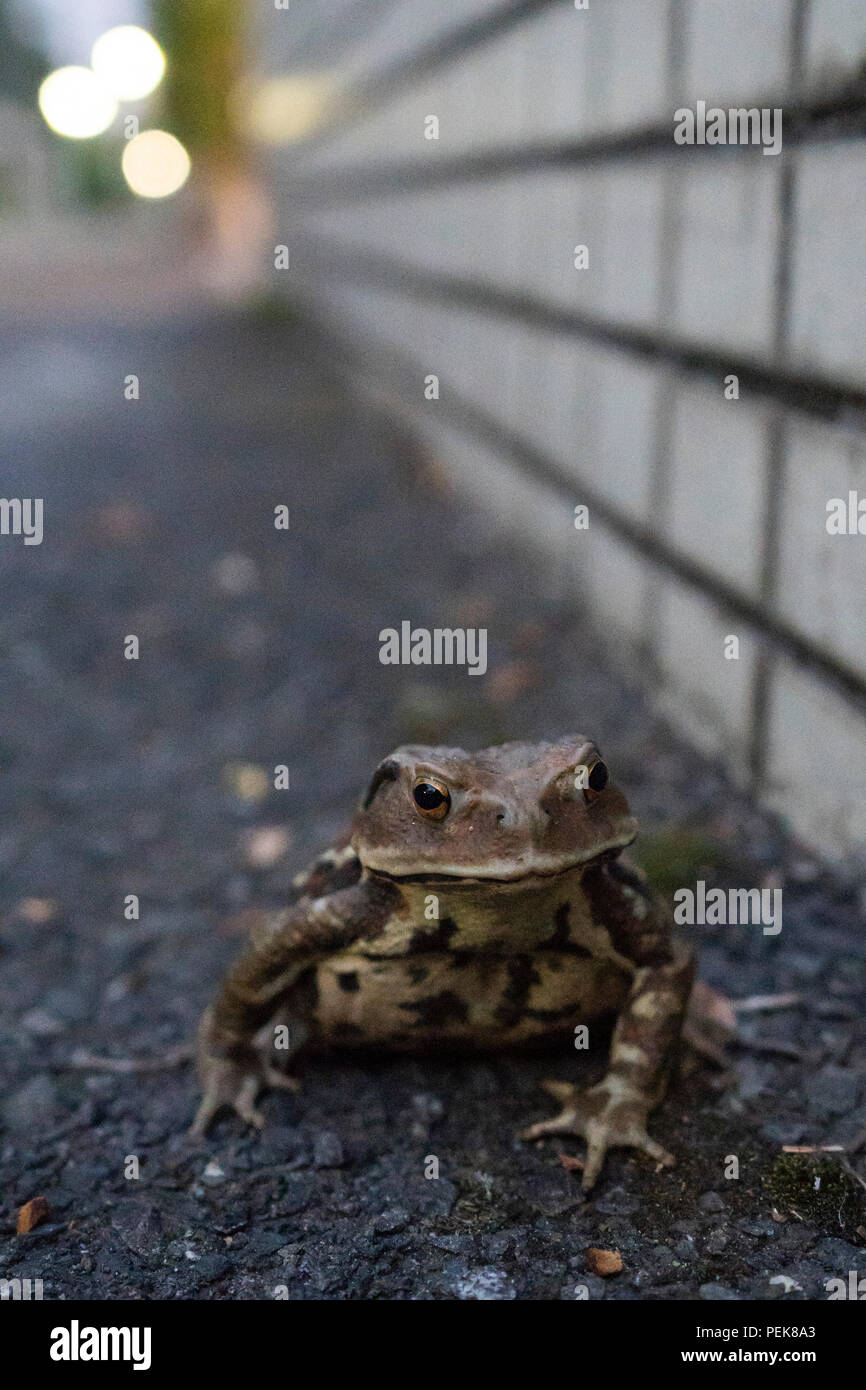 Japanese common toad ( Bufo japonicus ) , on the road in residential ...