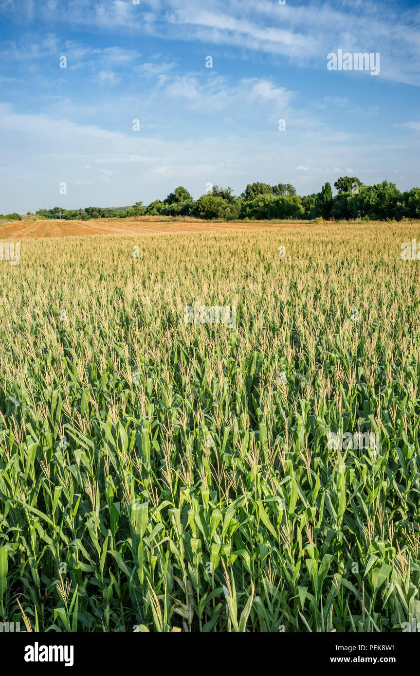 Aerial view fields full hi-res stock photography and images - Alamy