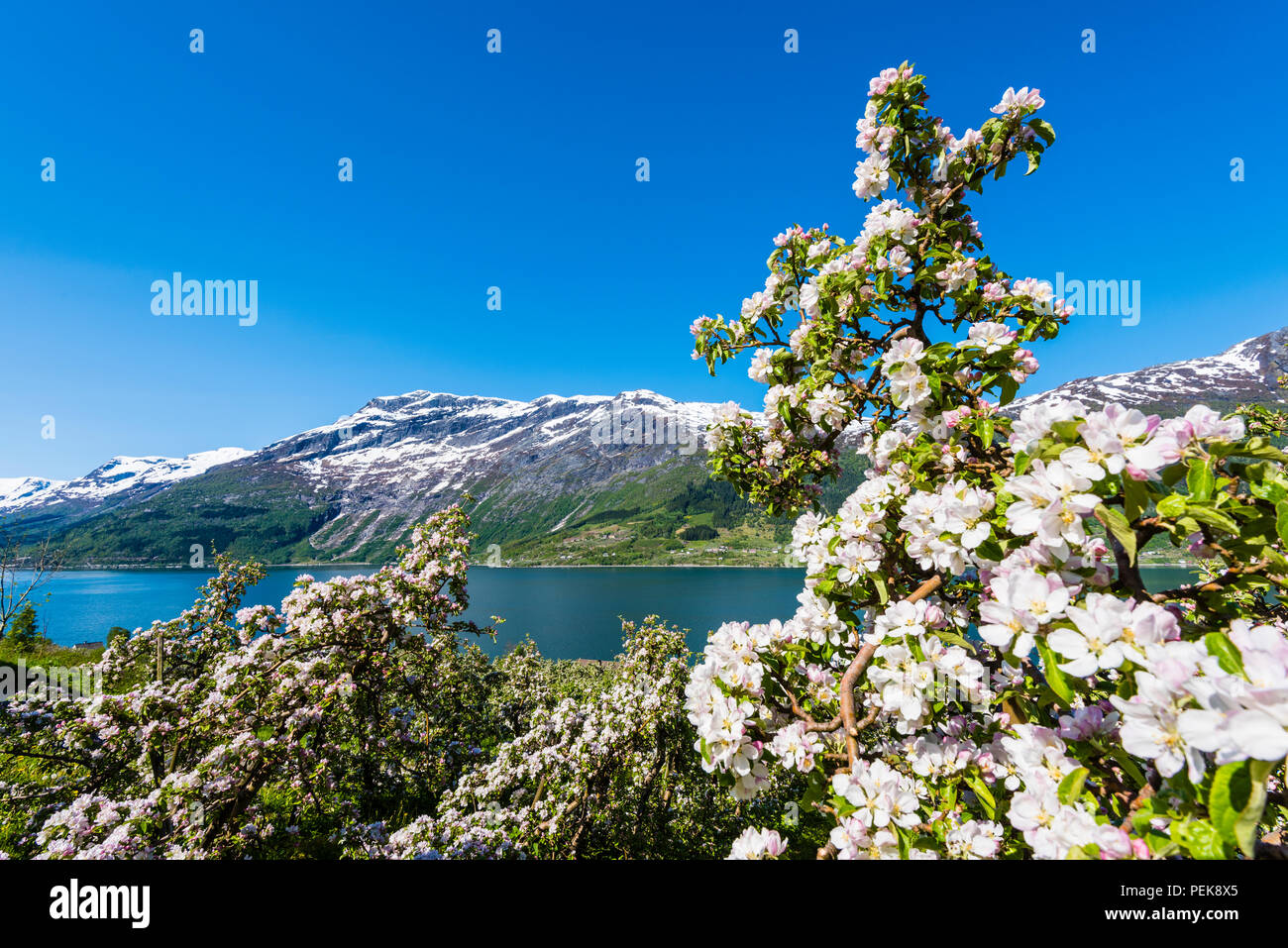 Fruit trees blooming at spring in Hardanger, Western Norway. This is ...