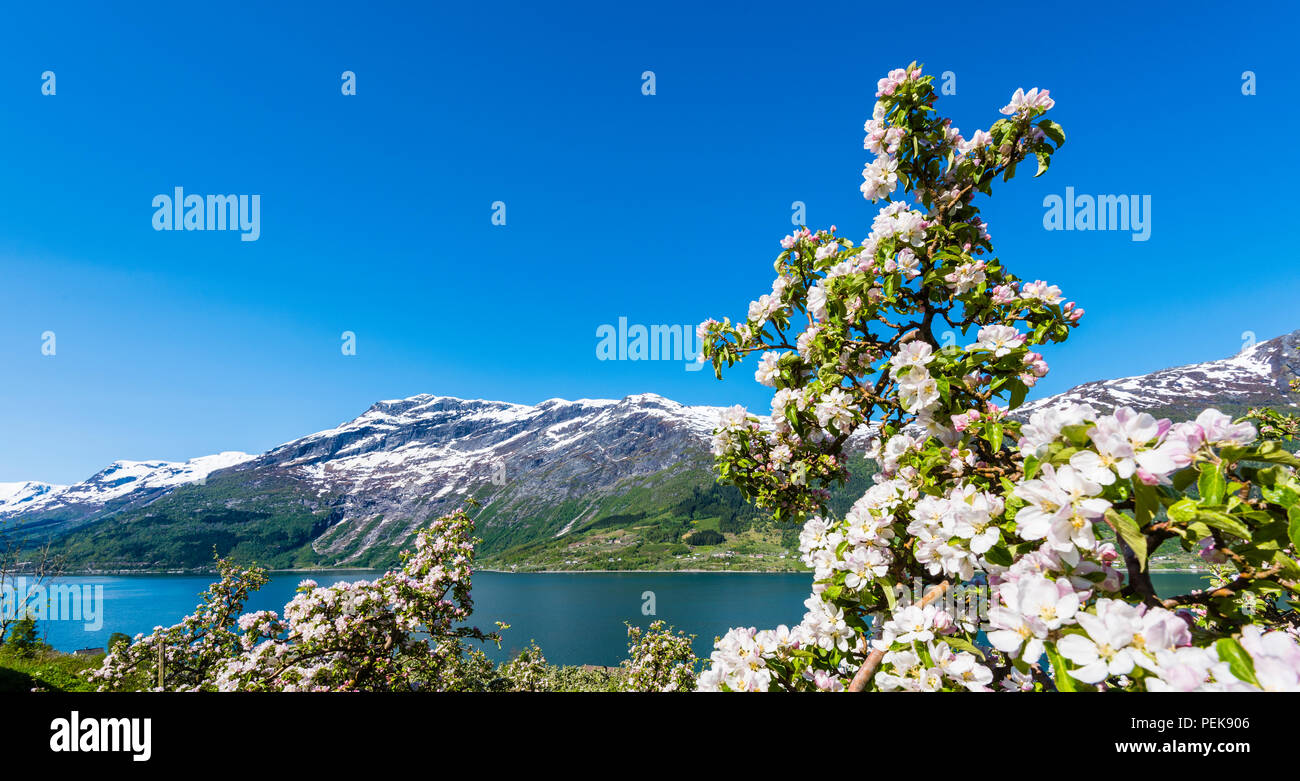 Fruit trees blooming at spring in Hardanger, Western Norway. This is ...