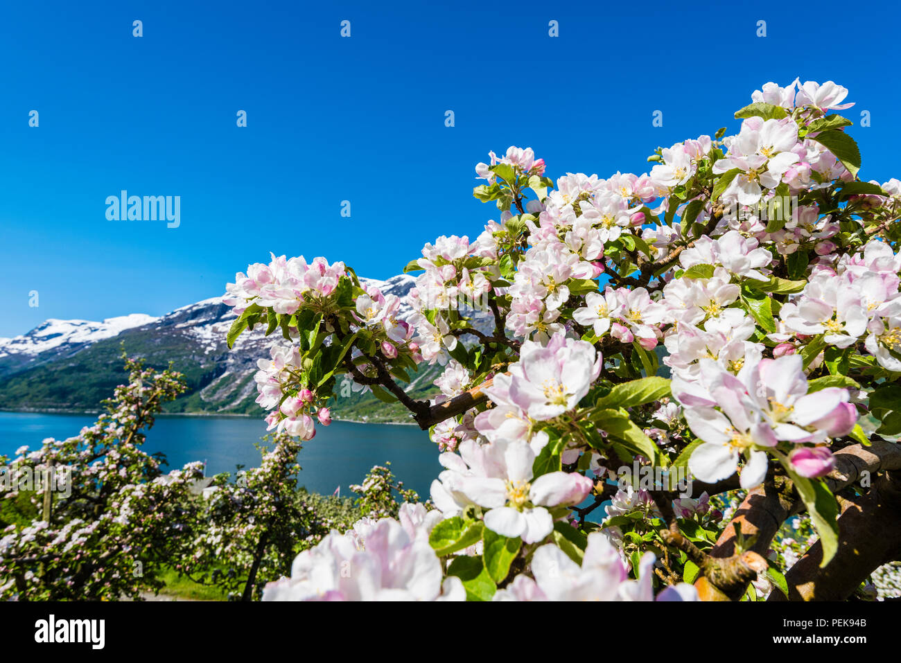 Fruit trees blooming at spring in Hardanger, Western Norway. This is ...