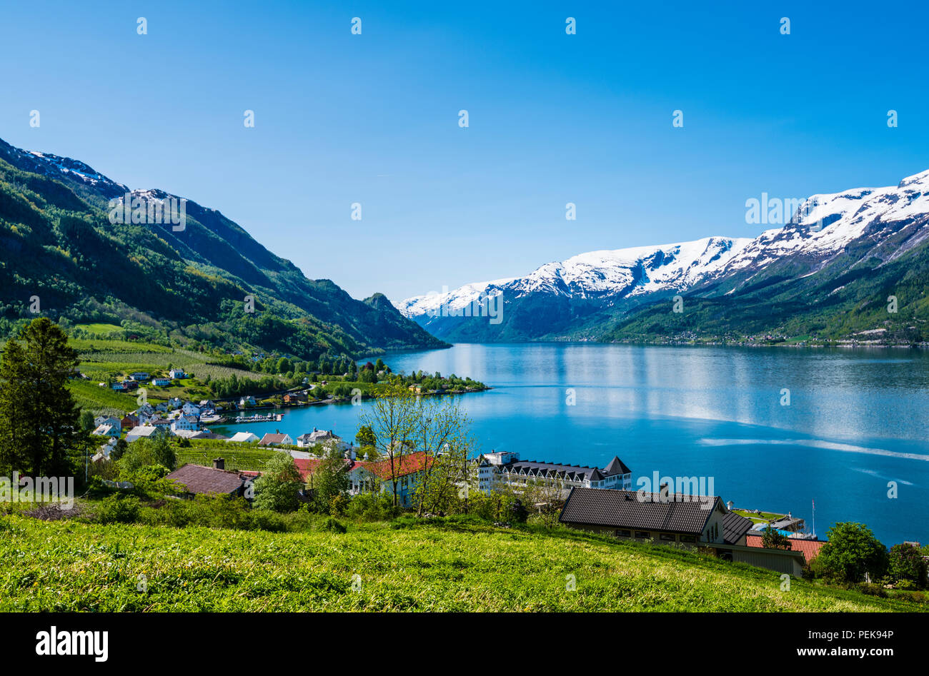 Fruit trees blooming at spring in Hardanger, Western Norway. This is ...