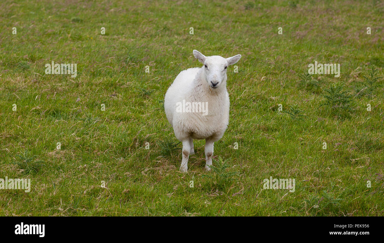 Welsh Sheep High Resolution Stock Photography and Images - Alamy