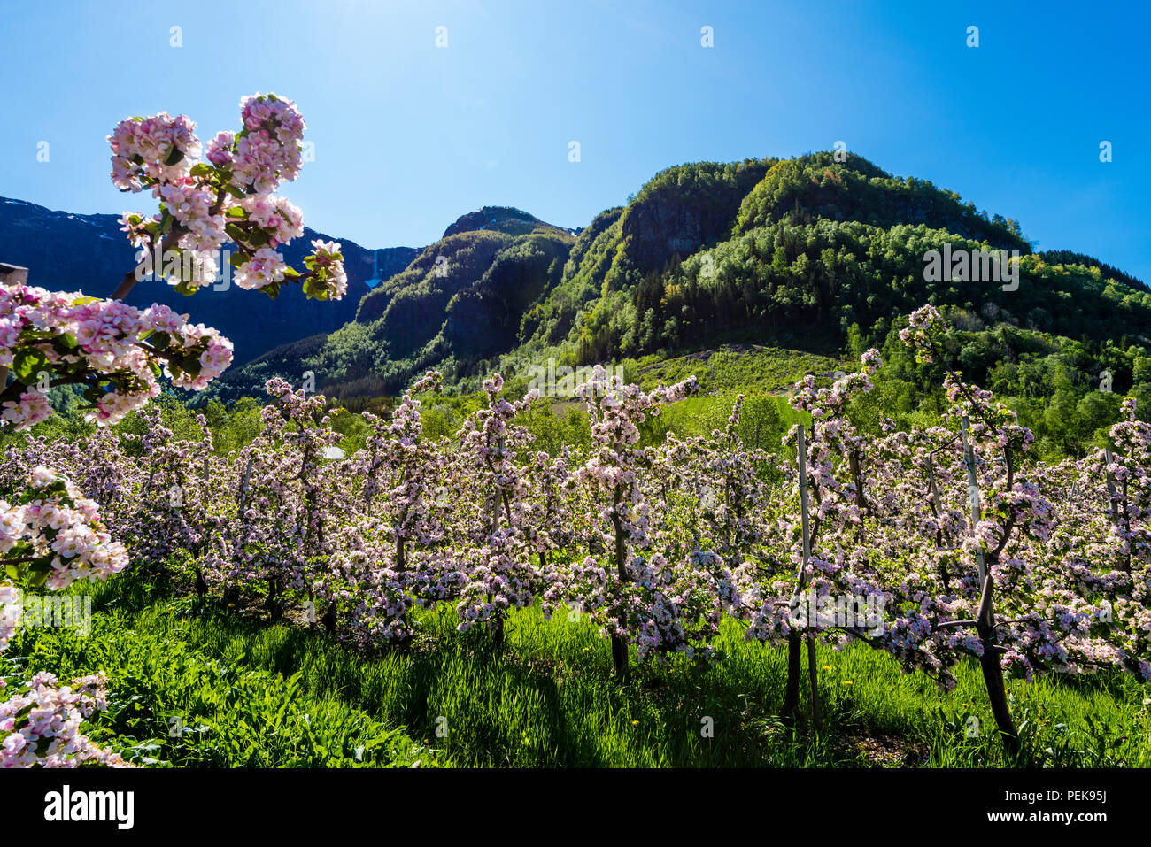 Fruit trees blooming at spring in Hardanger, Western Norway. This is ...