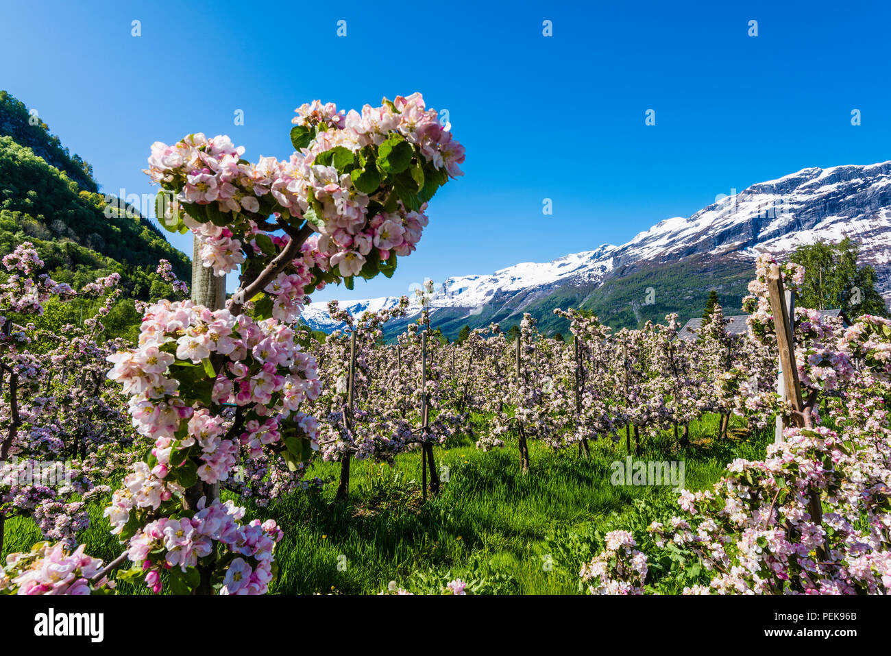 Fruit trees blooming at spring in Hardanger, Western Norway. This is ...