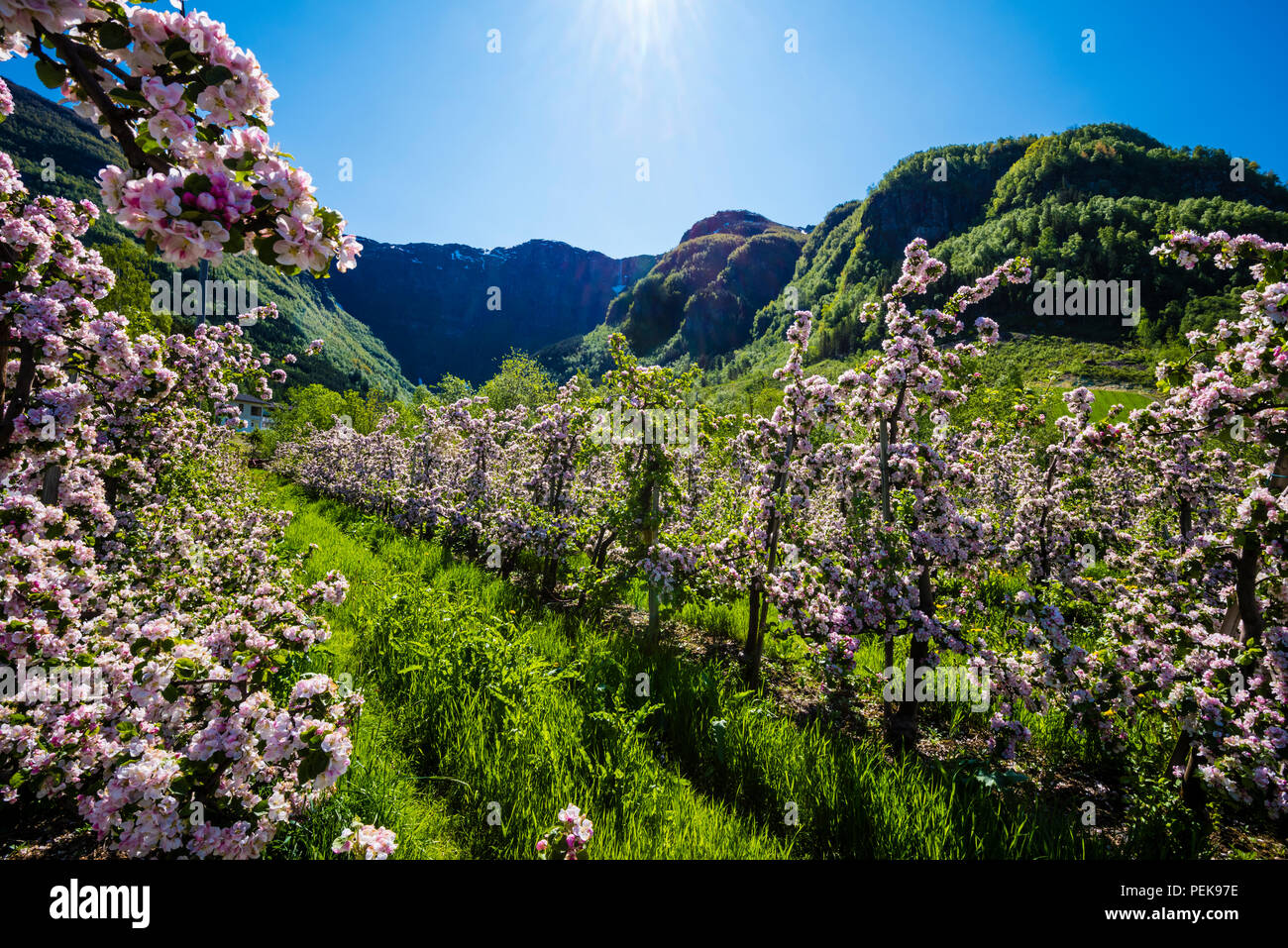 Fruit Farming Area High Resolution Stock Photography and Images - Alamy