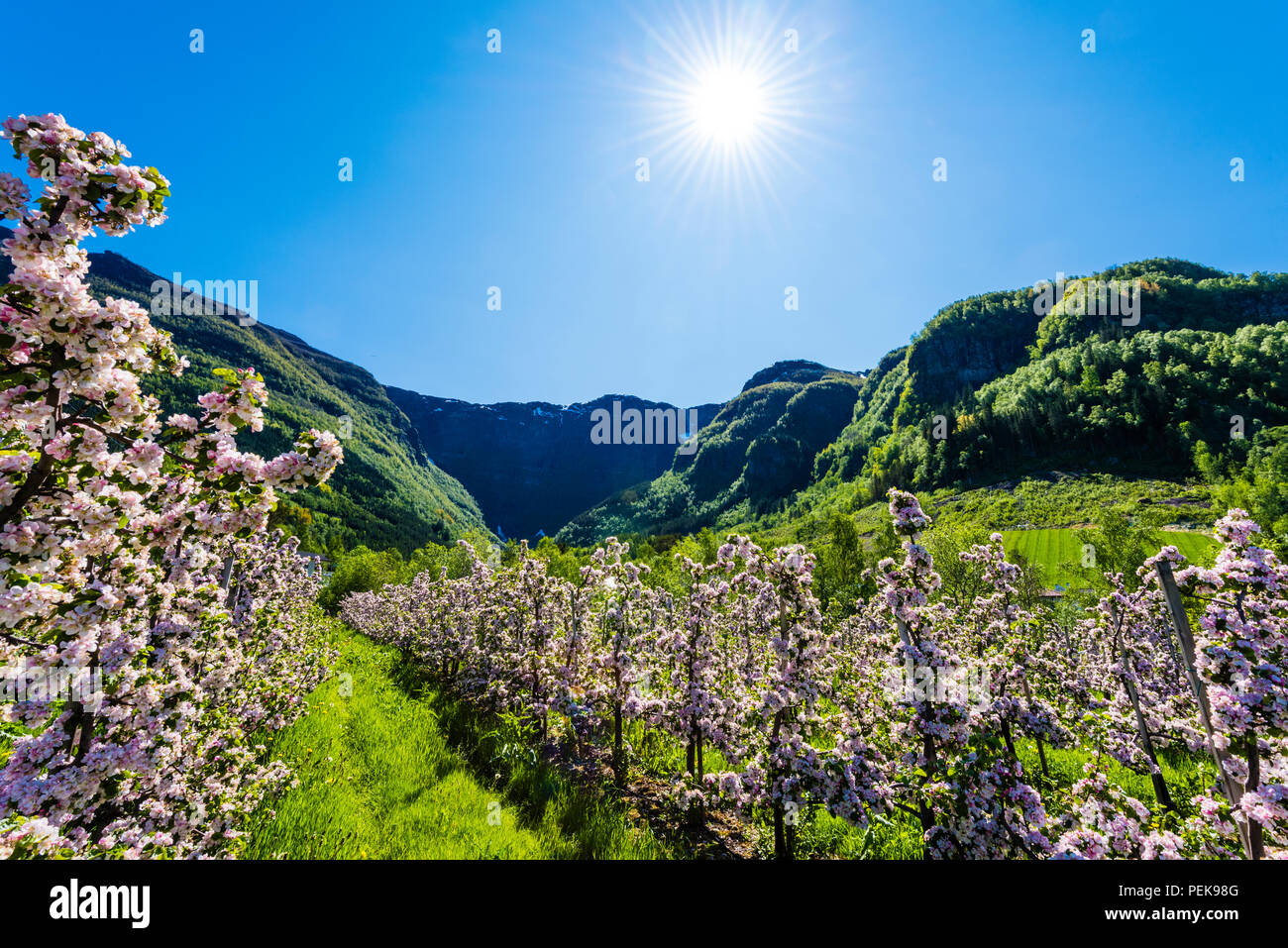 Fruit trees blooming at spring in Hardanger, Western Norway. This is ...