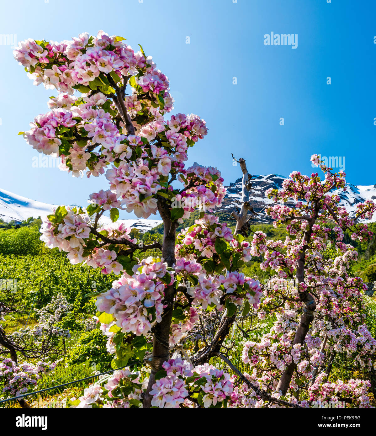 Fruit trees blooming at spring in Hardanger, Western Norway. This is ...