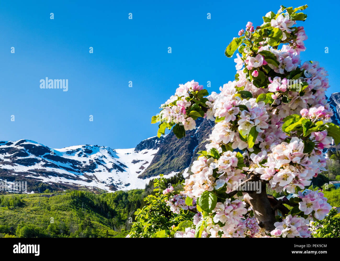 Fruit trees blooming at spring in Hardanger, Western Norway. This is ...