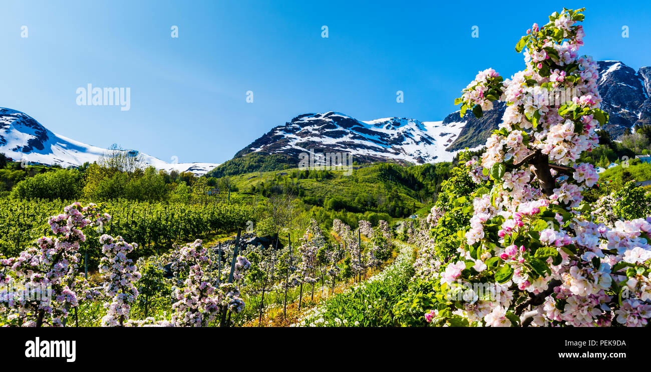 Fruit trees blooming at spring in Hardanger, Western Norway. This is ...
