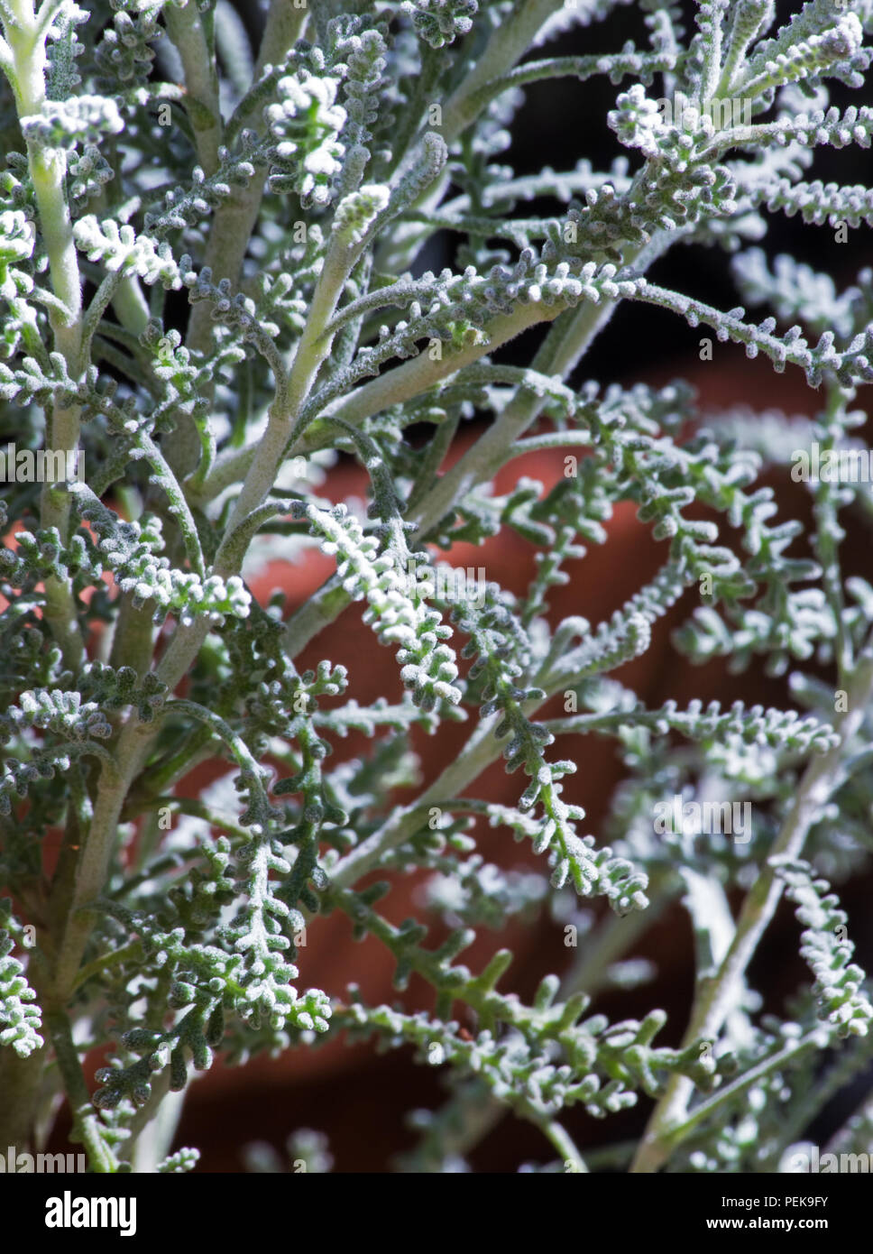 Wellness plants close up hi-res stock photography and images - Alamy