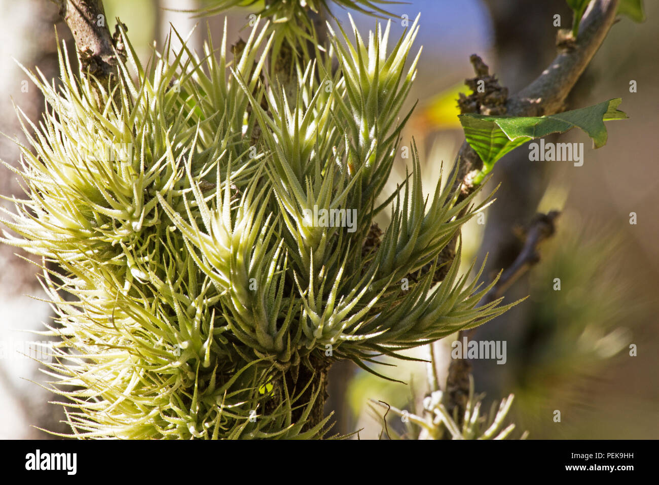 Epiphytes on tree hi-res stock photography and images - Alamy