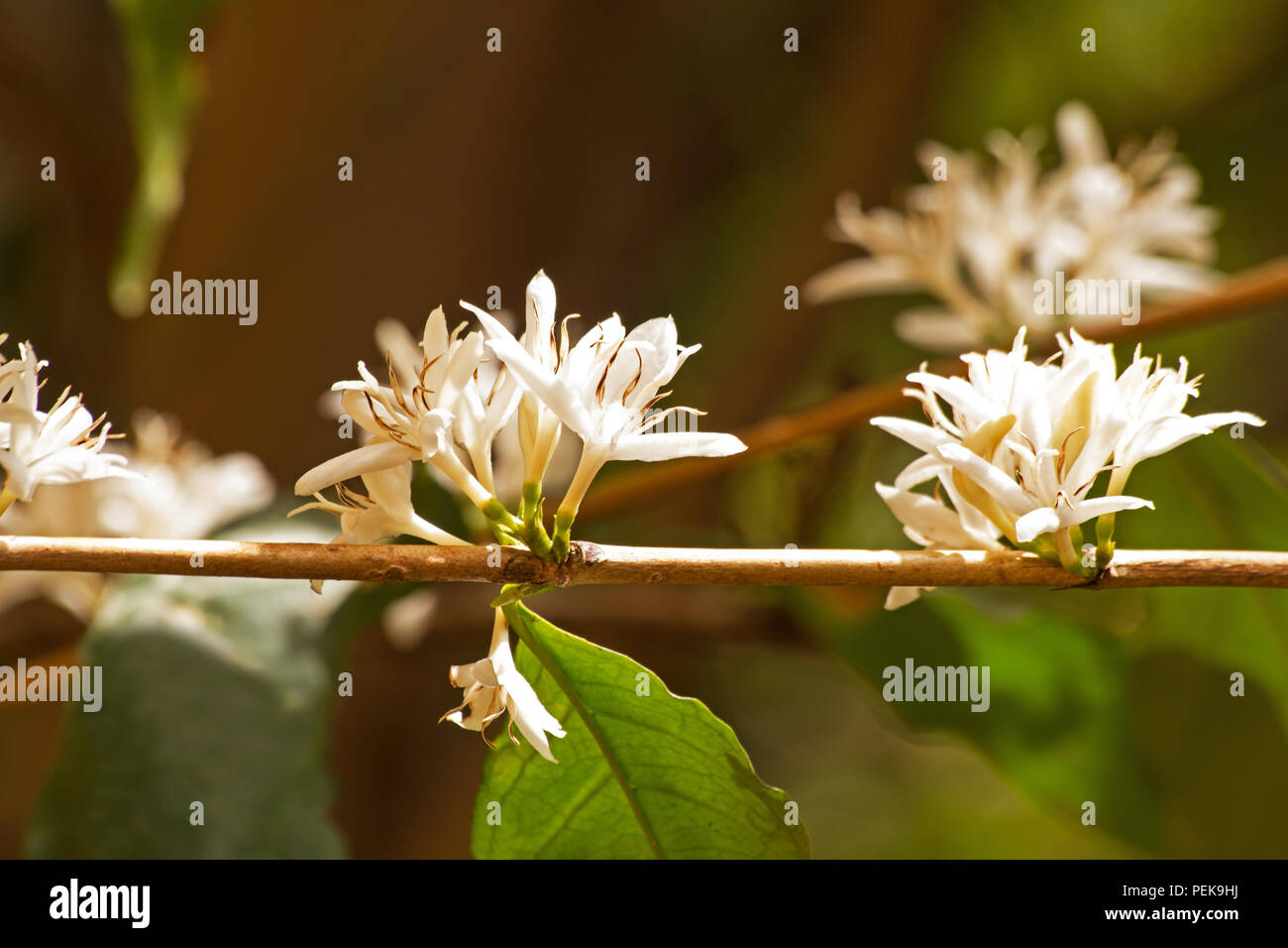 Coffea arabica plant hi-res stock photography and images - Alamy
