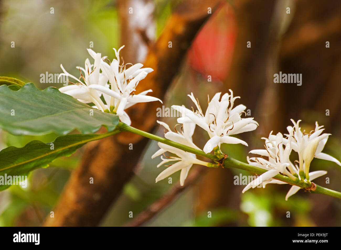 Coffea Arabica plant in flower Stock Photo - Alamy