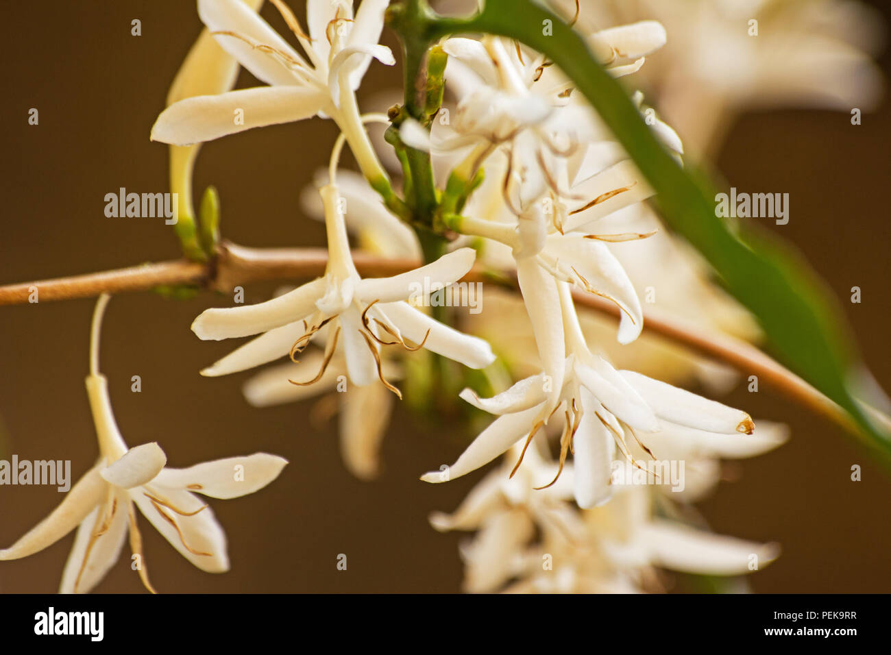 Coffea Arabica plant in flower Stock Photo - Alamy
