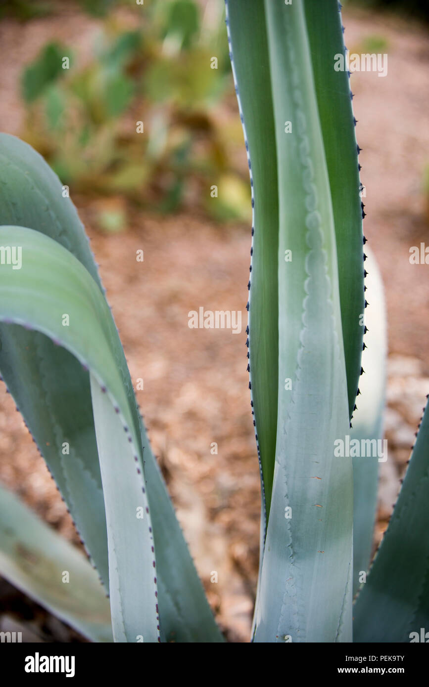 Texas hill country native cactus hi-res stock photography and images ...