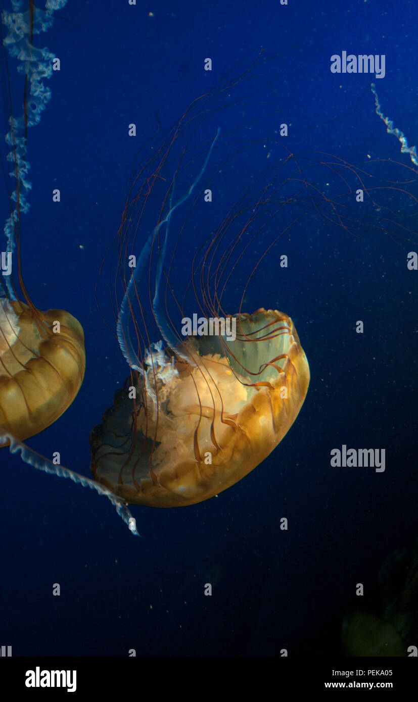 Beautiful jellyfish at the Aquarium of Vancouver (British Columbia ...