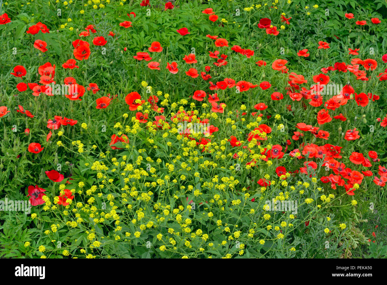 Roadside invasive flowers Red poppies (Argemone spp.) and mustardweed ...