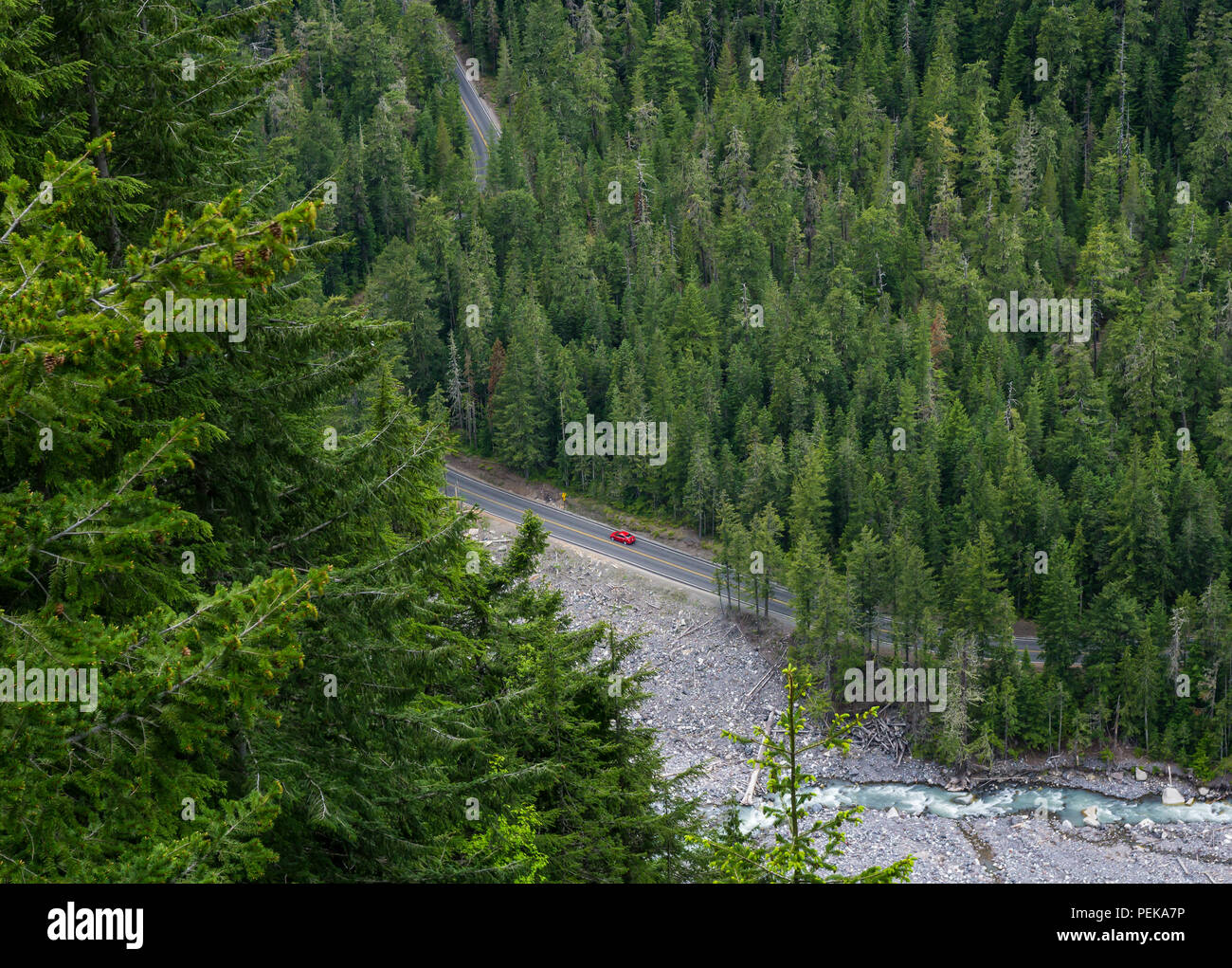 Aerial view of lone red car driving through a pine conifers forest in ...