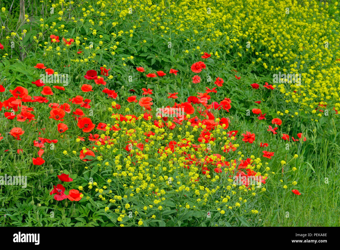 Roadside invasive flowers Red poppies (Argemone spp.) and mustardweed ...