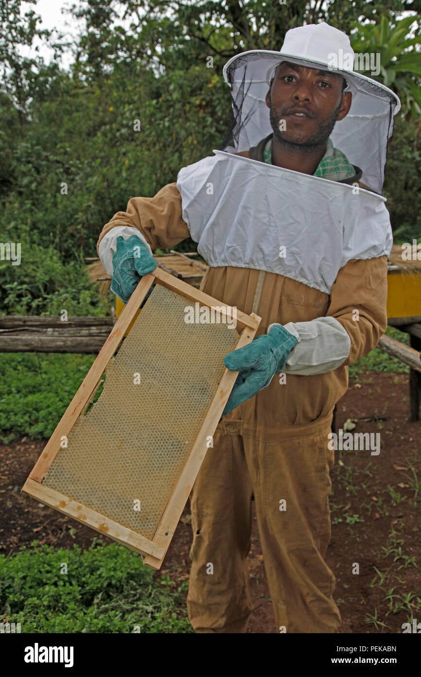 Farmer working in a honey producing co-operative in the Masha area of ...