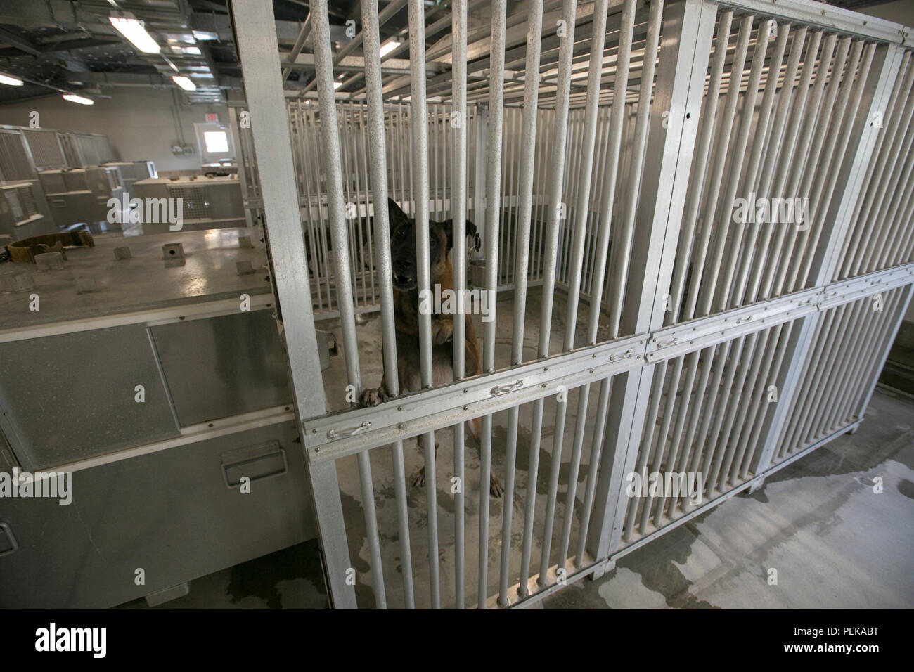 A military working dog enjoys his refurbished kennel Dec. 7 aboard Camp ...
