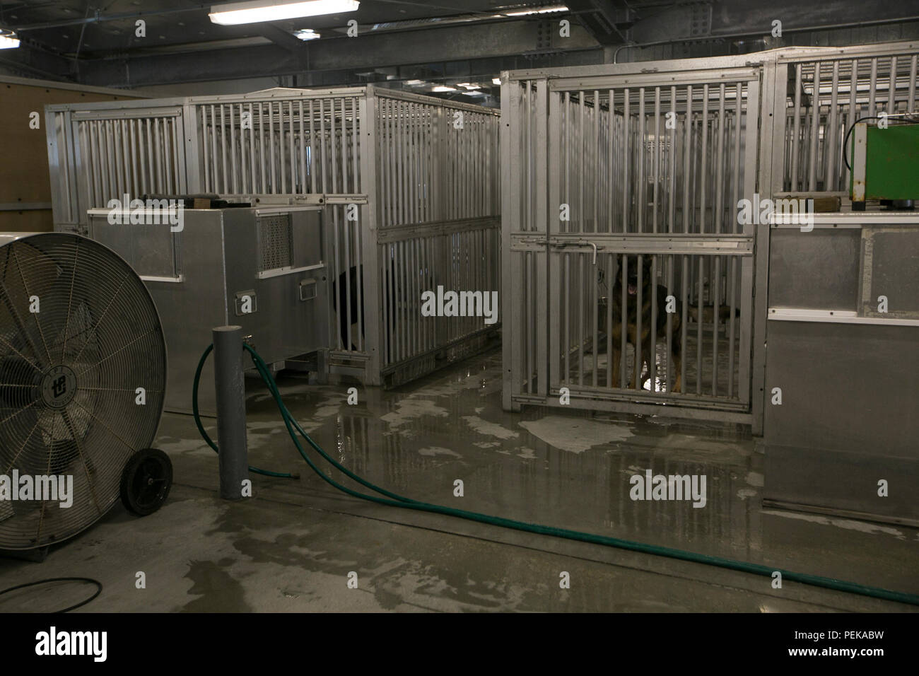 Military working dogs enjoys his refurbished kennel Dec. 7 aboard Camp ...