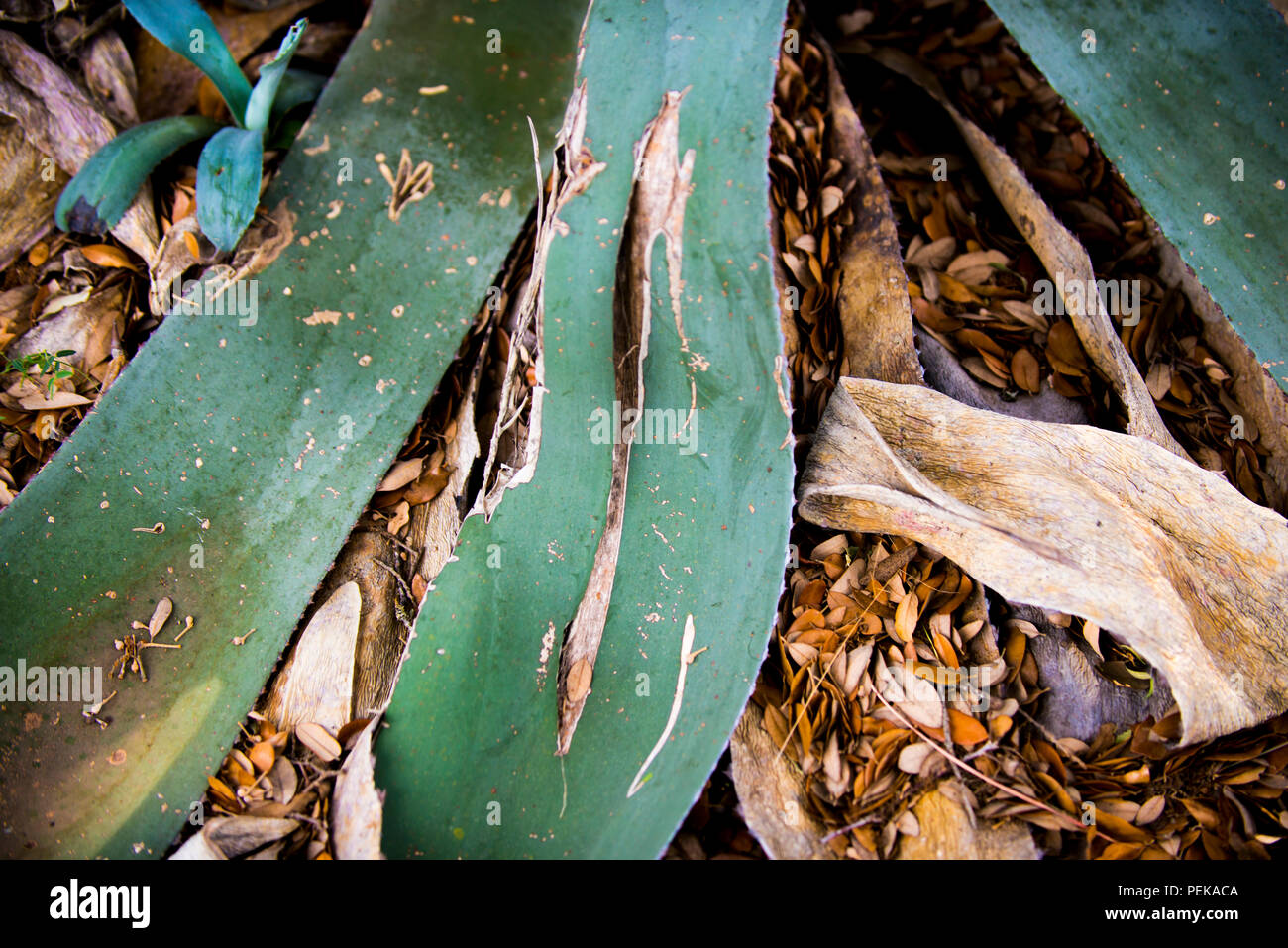 Dying cactus hi-res stock photography and images - Alamy