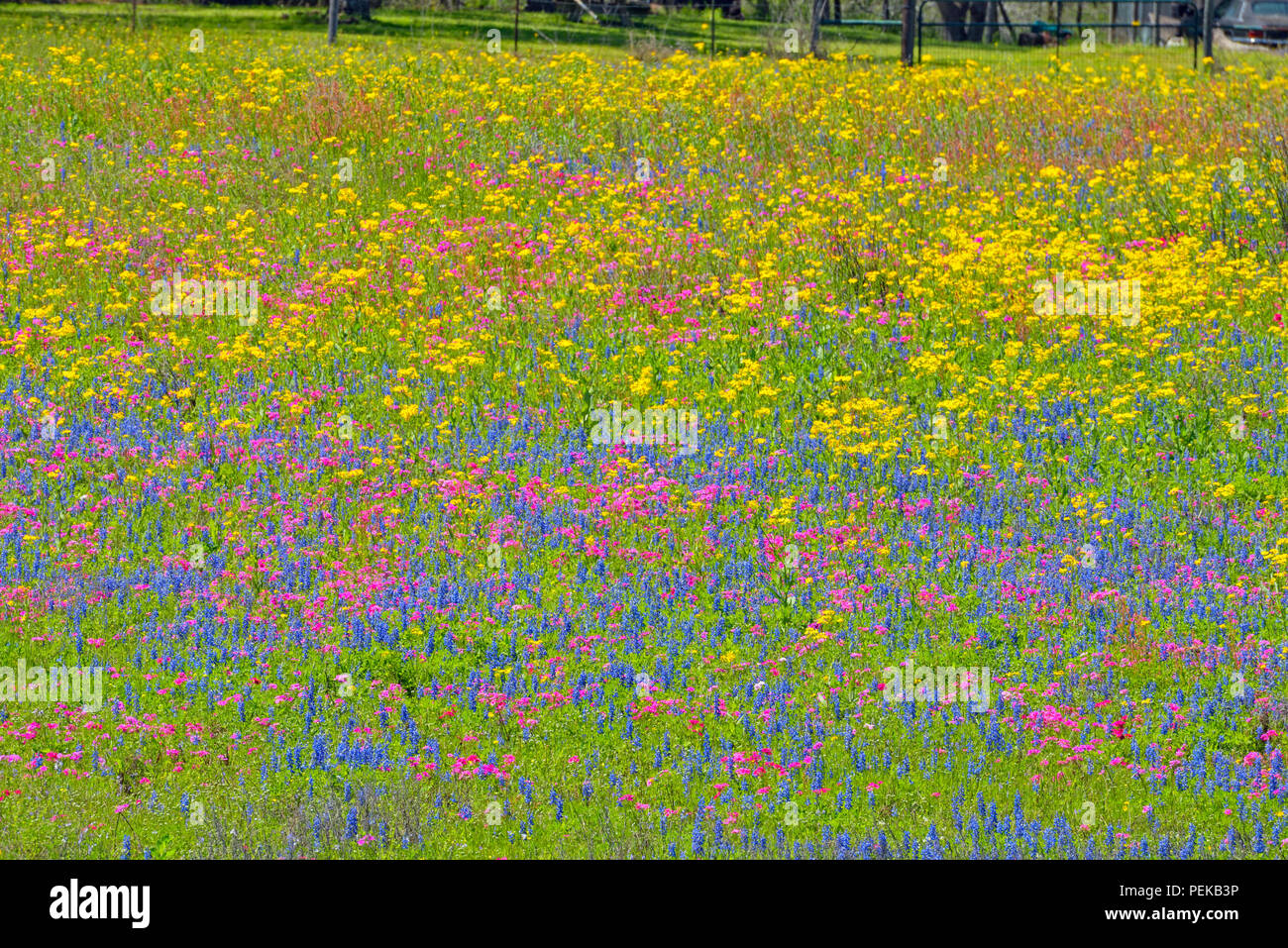 Roadside wildflowers featuring Texas groundsel (Senecio ampullaceus ...