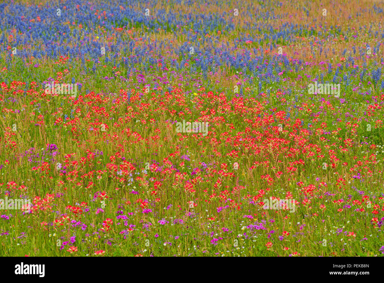 Texas wildflowers in bloom on the grounds of a country residence ...