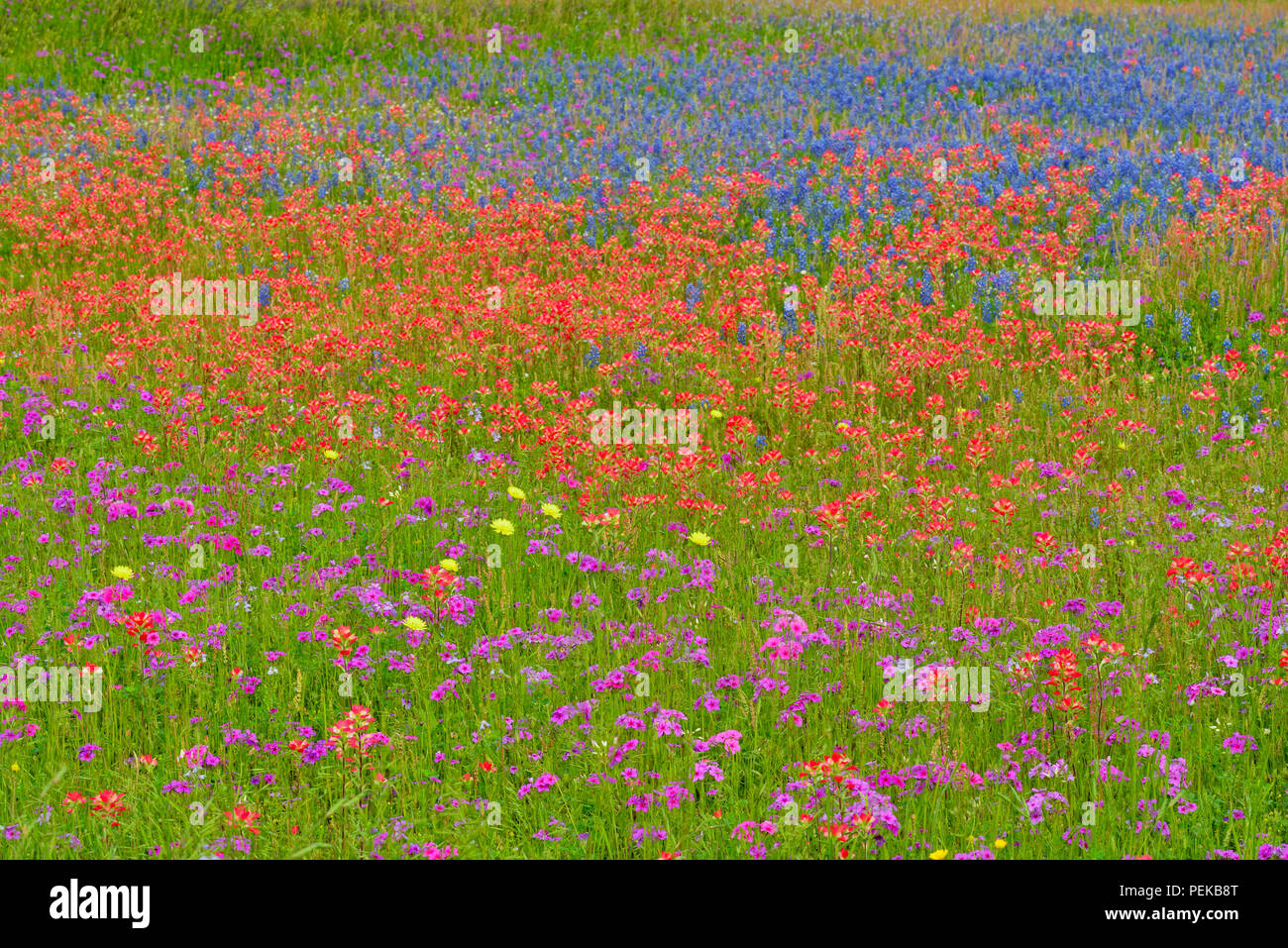 Texas wildflowers in bloom on the grounds of a country residence ...