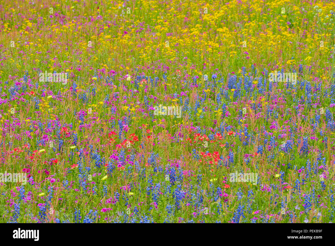 Texas wildflowers in bloom on the grounds of a country residence ...