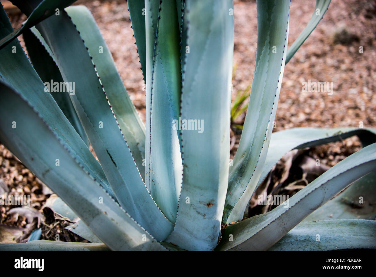 Texas hill country native cactus hi-res stock photography and images ...
