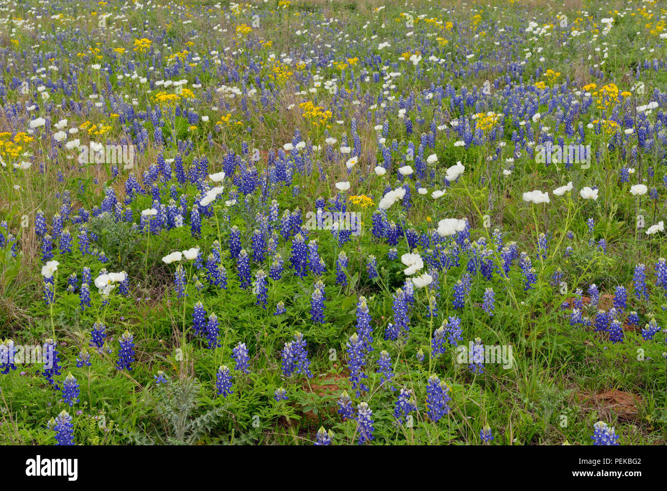 Mixed spring wildflowers hi-res stock photography and images - Alamy