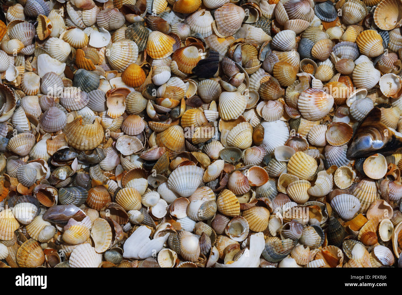 Texture of various sea shells lying on the sand, top view Stock Photo ...
