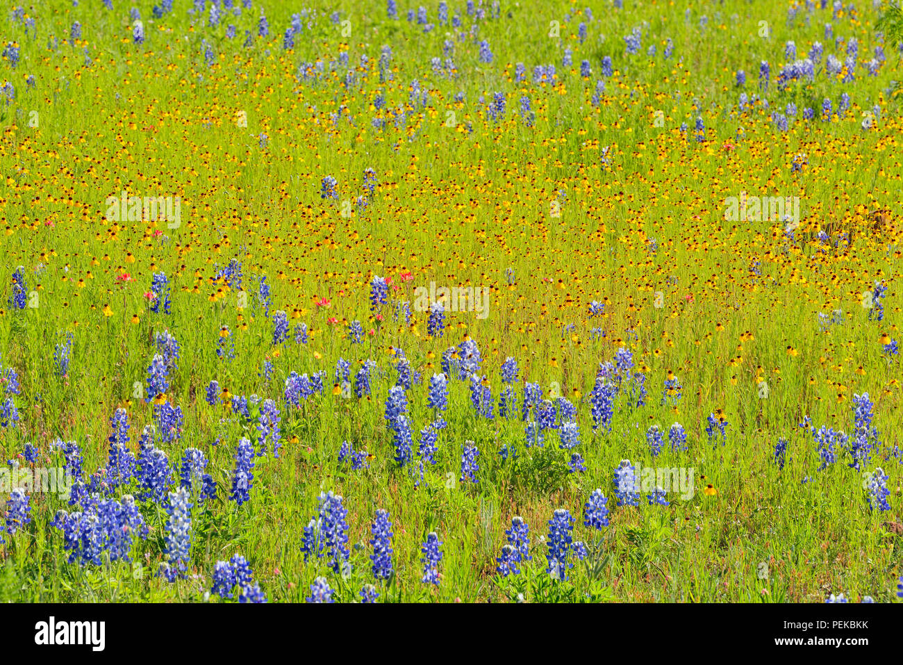 Flowering Texas bluebonnet (Lupinus subcarnosus) and Brown Bitterweed ...