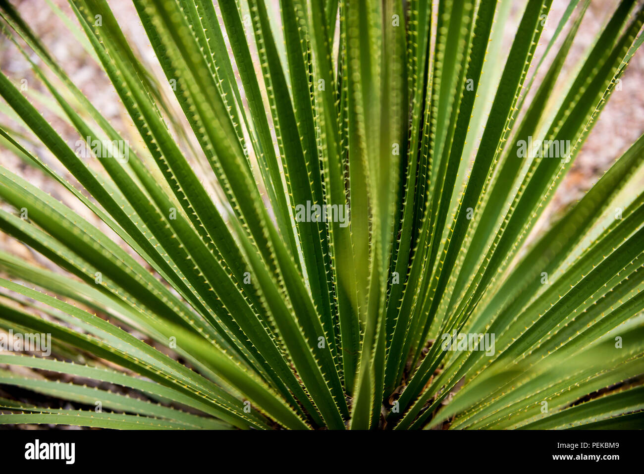 Texas native cactus hi-res stock photography and images - Alamy