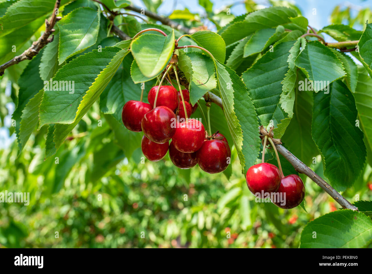 Fresh and ripe cherries seen hanging on cherry trees Stock Photo - Alamy