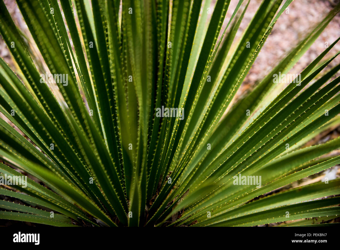 Texas native cactus hi-res stock photography and images - Alamy