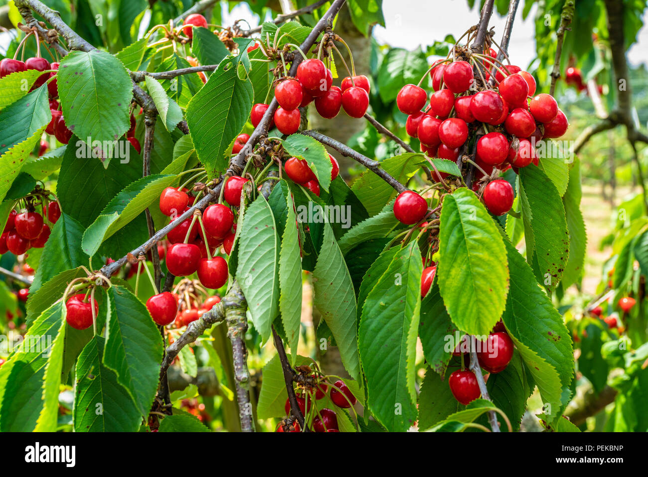 Fresh and ripe cherries seen hanging on cherry trees Stock Photo - Alamy